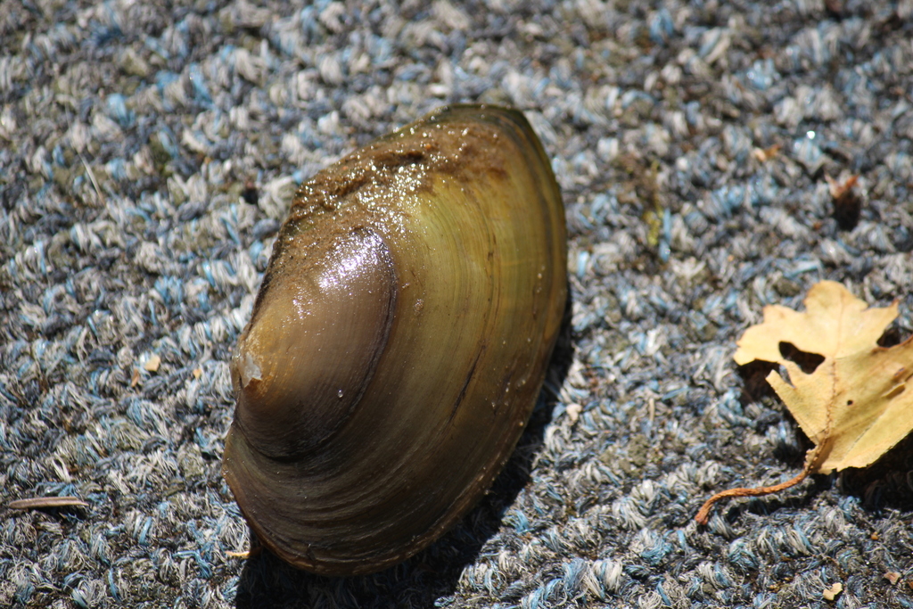 Giant Floater from St Louis County, MN, USA on September 2, 2023 at 03: ...
