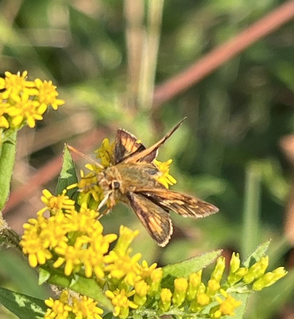 Peck's Skipper from Trunk 8, Annapolis, NS, CA on September 2, 2023 at ...