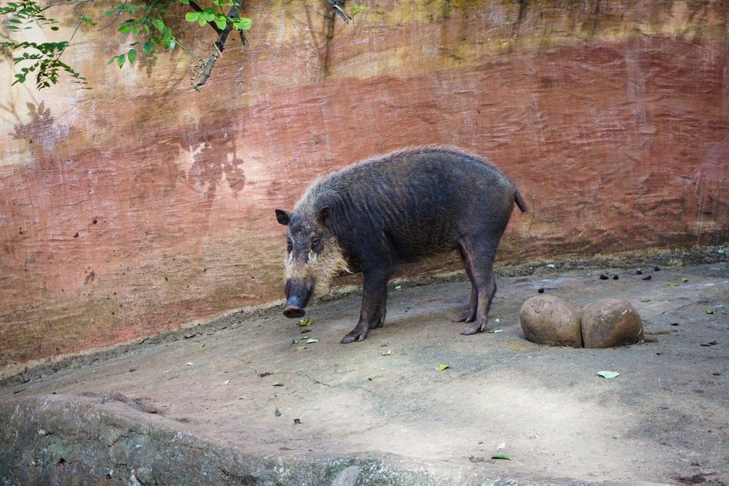 Palawan Bearded Pig in February 2019 by symisme840 · iNaturalist