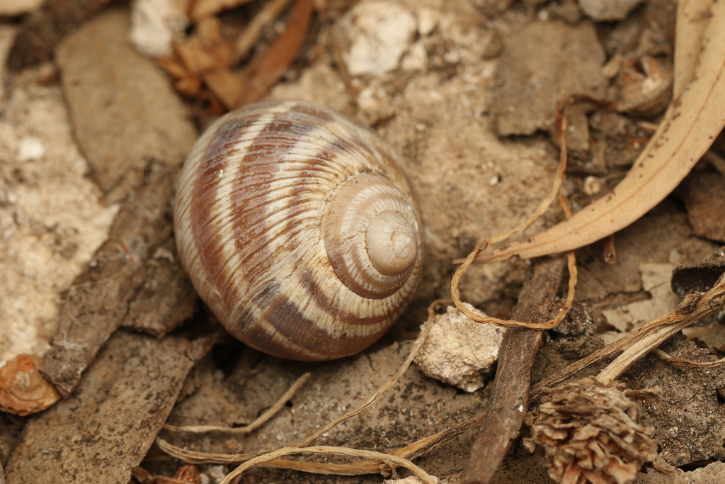 Levantine Field Snail from תל אביב-יפו, ישראל on September 1, 2023 at ...