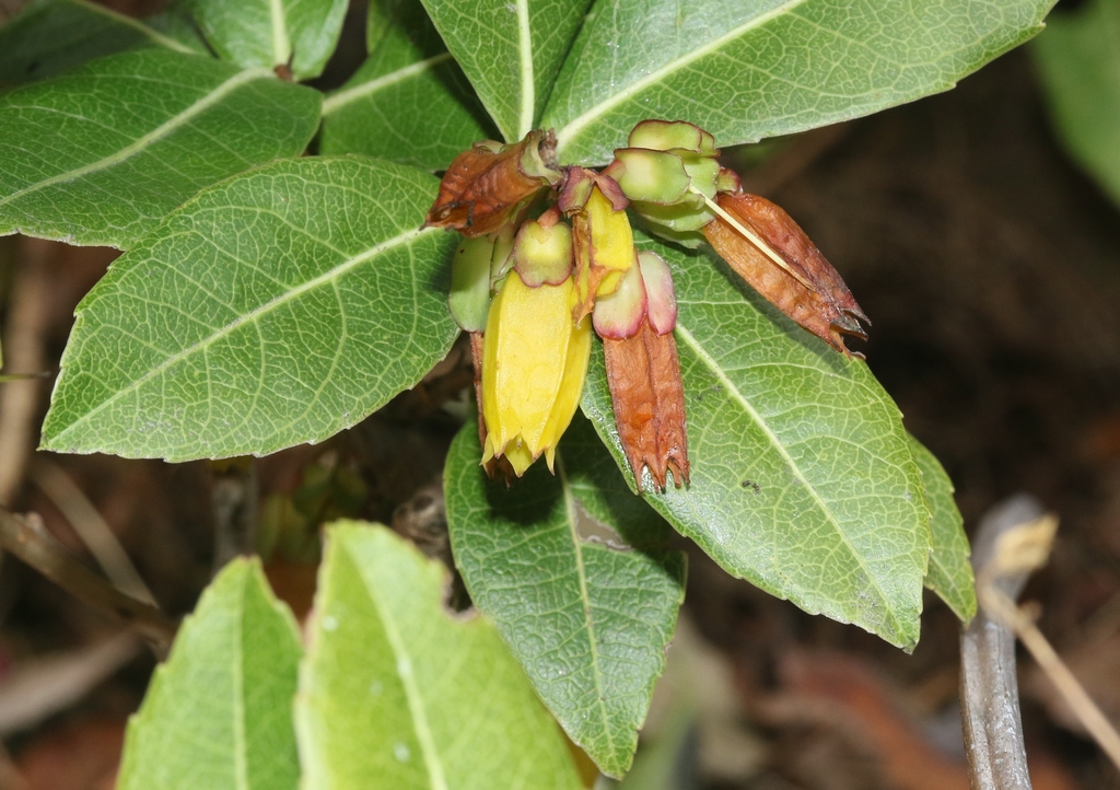 Agapetes flava flava from West Kameng, IN-AR, IN on April 5, 2023 at 11 ...