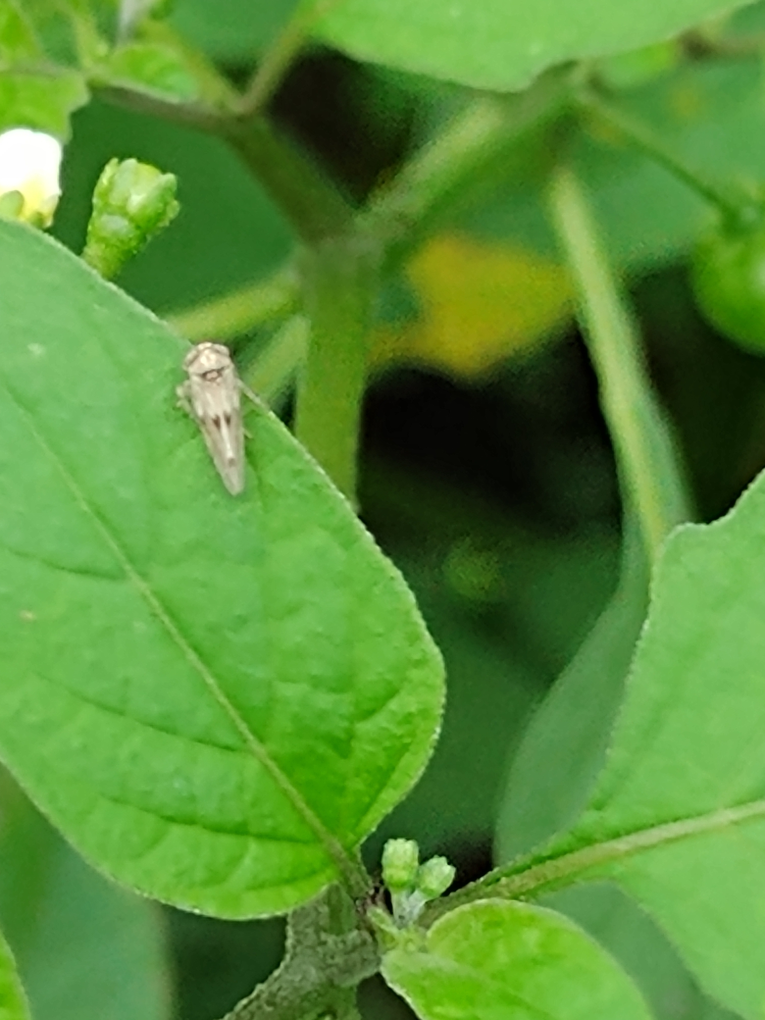 Agallia albidula | Insect Vectors of Plant Disease