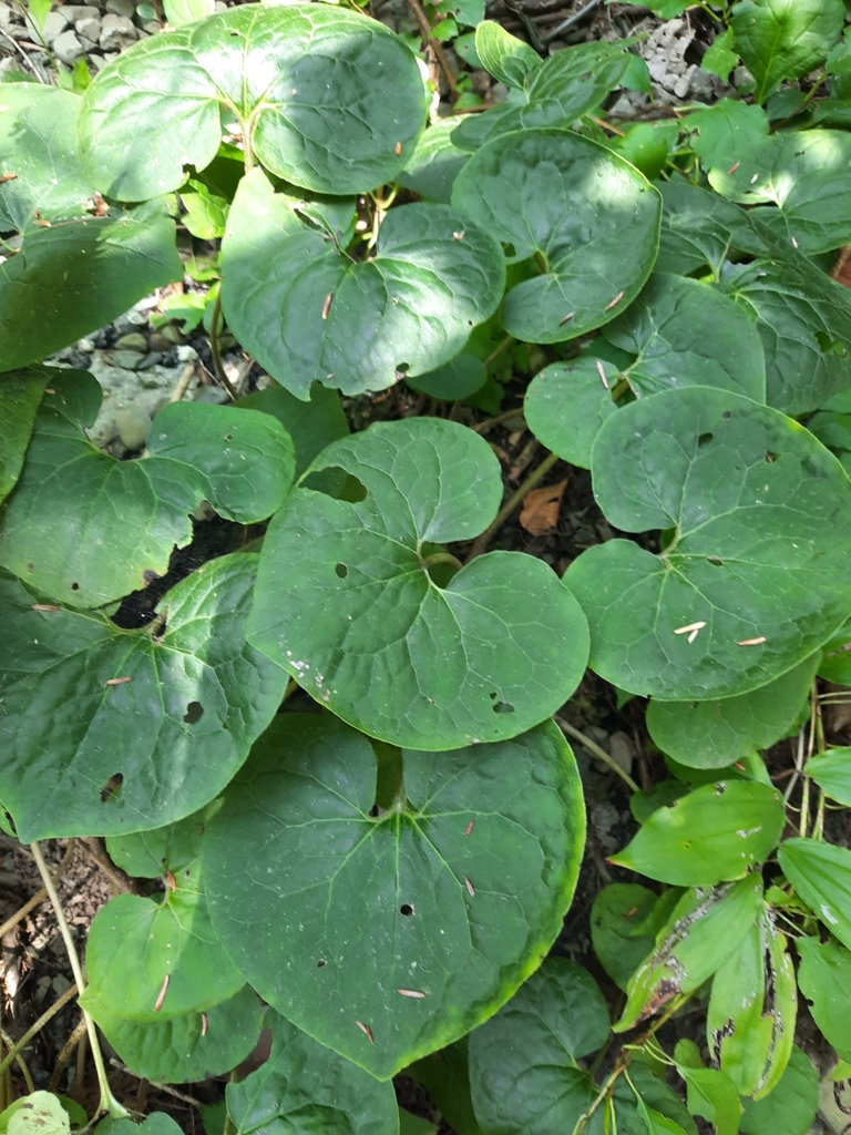 Canadian wild ginger from Schuyler County, US-NY, US on September 2 ...