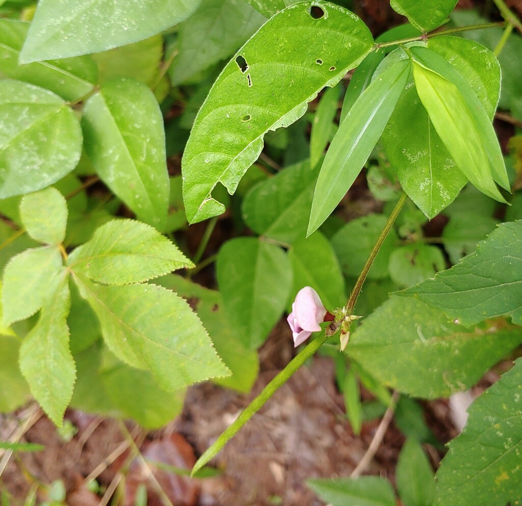 trailing fuzzy-bean from Gwinnett County, GA, USA on September 2, 2023 ...