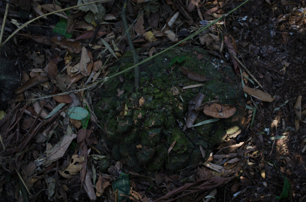 Cinnamon vines from Amatlán de los Reyes, Ver., México on February 15 ...