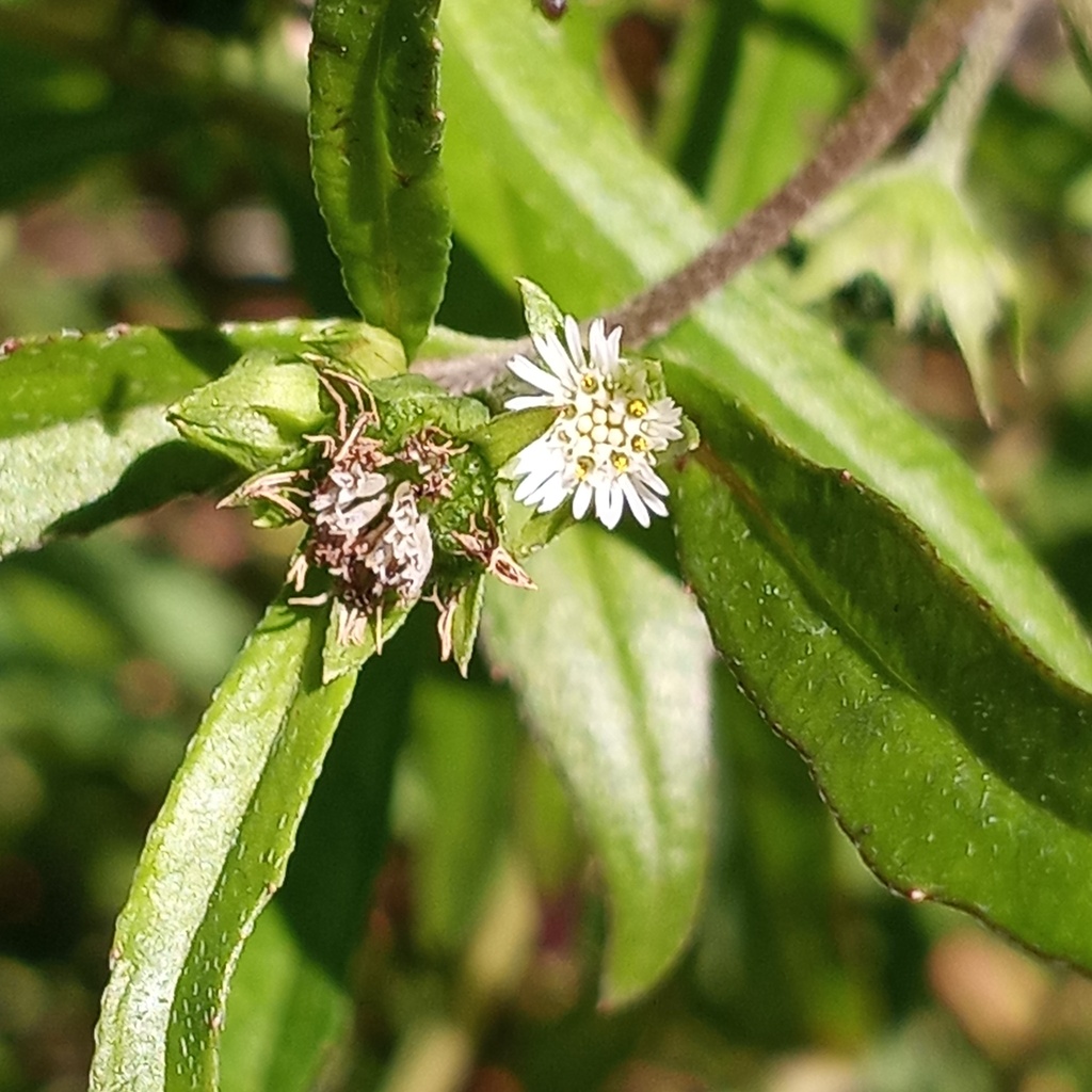 false daisy from Worcester County, MD, USA on September 2, 2023 at 12: ...