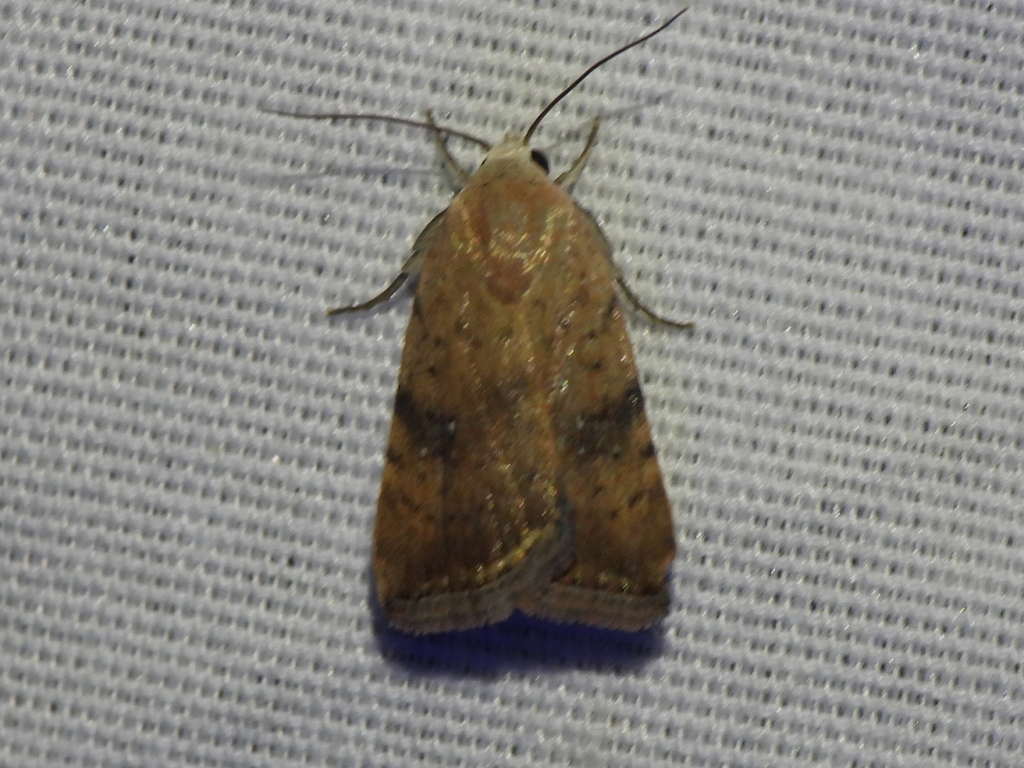 Triplex Cutworm Moth from Duncanville, TX, USA on September 1, 2023 at ...