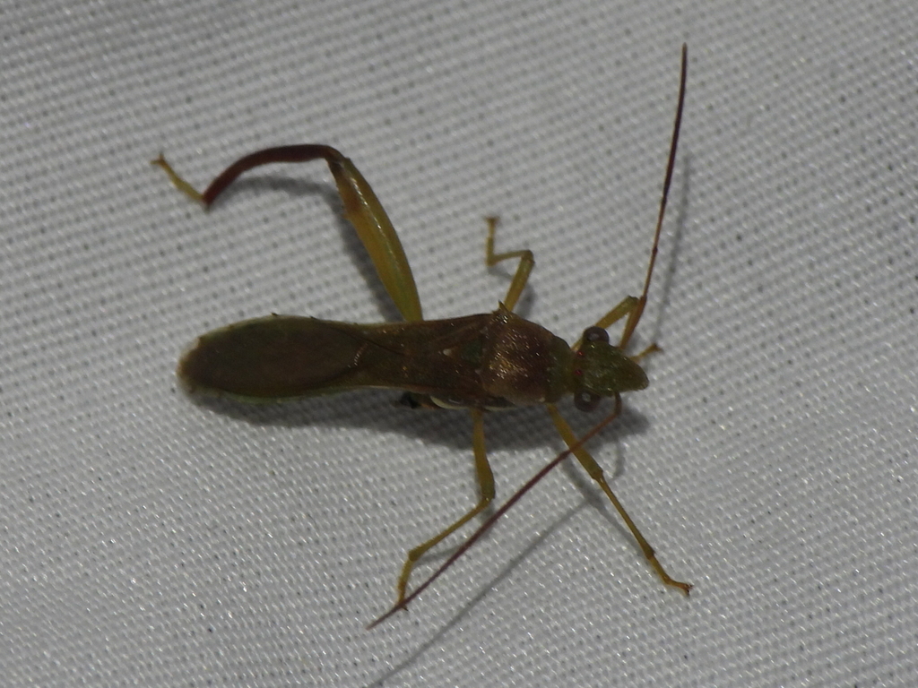 Texas Bow-legged Bug from Duncanville, TX, USA on September 1, 2023 at ...