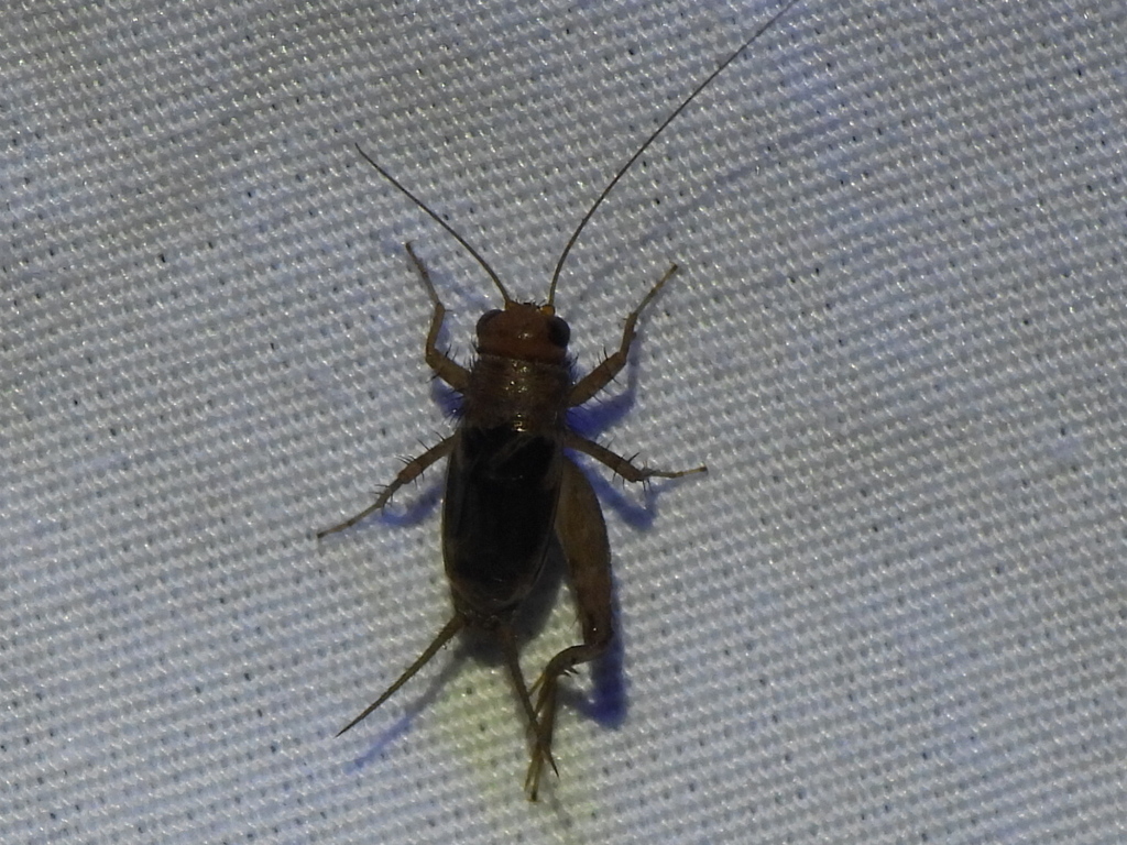 Small Ground Crickets from Duncanville, TX, USA on September 1, 2023 at ...