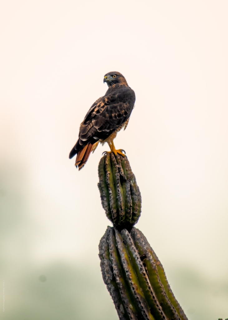 Red-tailed Hawk from 23248 B.C.S., México on September 2, 2023 at 11:21 ...