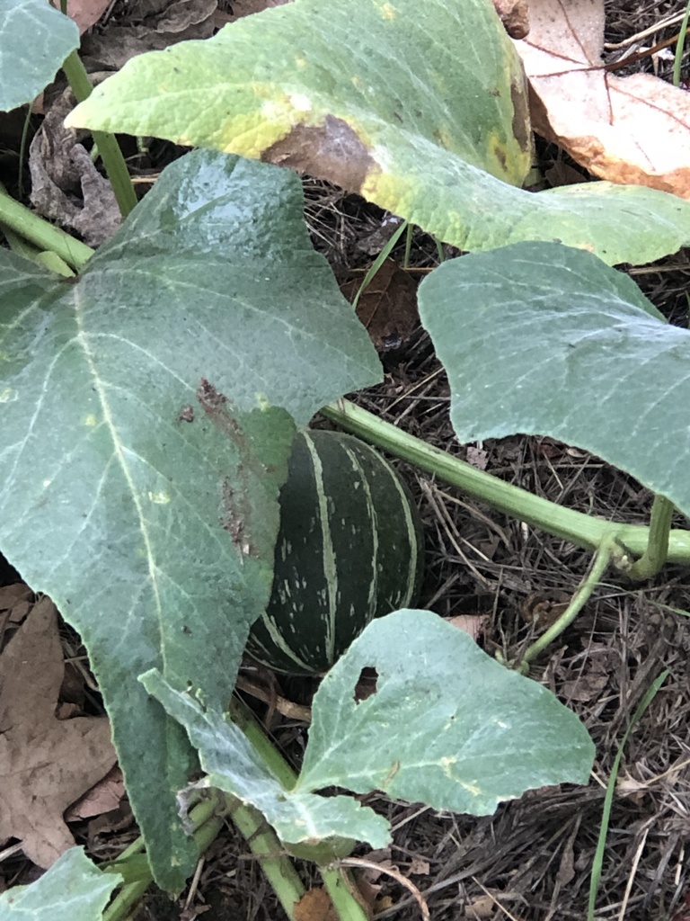 Buffalo Gourd from Marian Bear Memorial Park, San Diego, CA, US on ...