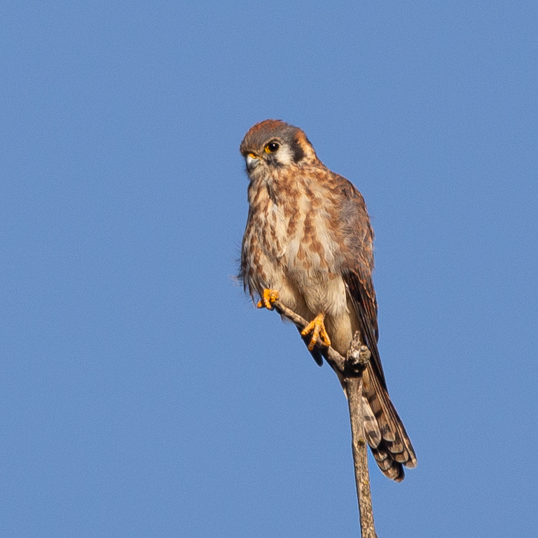 American Kestrel from 19255 SW Pacific Hwy, Sherwood, OR 97140 on ...