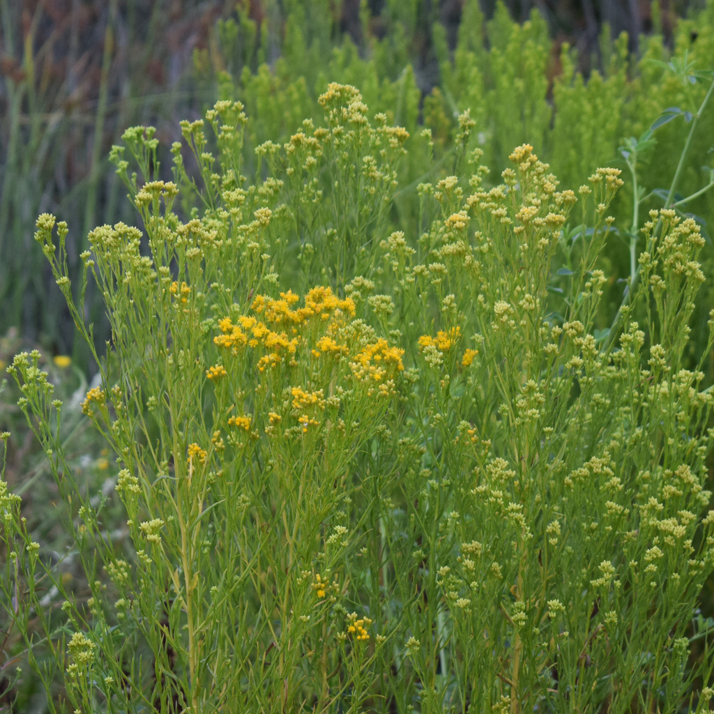 western goldenrod from Ulistac Natural Area, Santa Clara, CA, USA on ...
