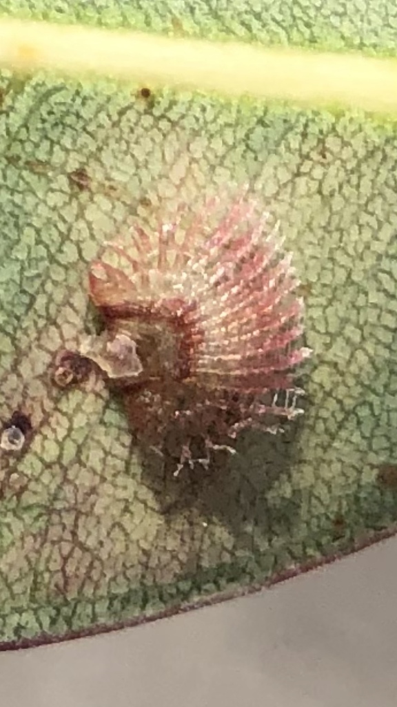 Cardiaspina fiscella from Fowlds Park, Auckland, Auckland, NZ on ...