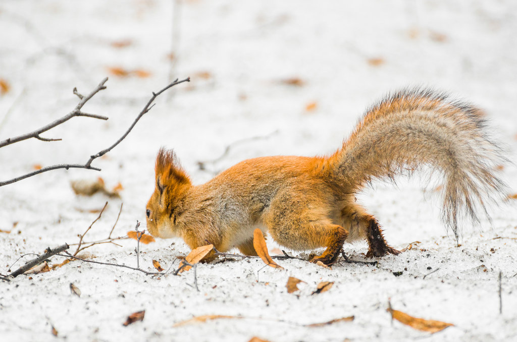 Central Russian Red Squirrel (Sciurus vulgaris ognevi) - Know Your Mammals