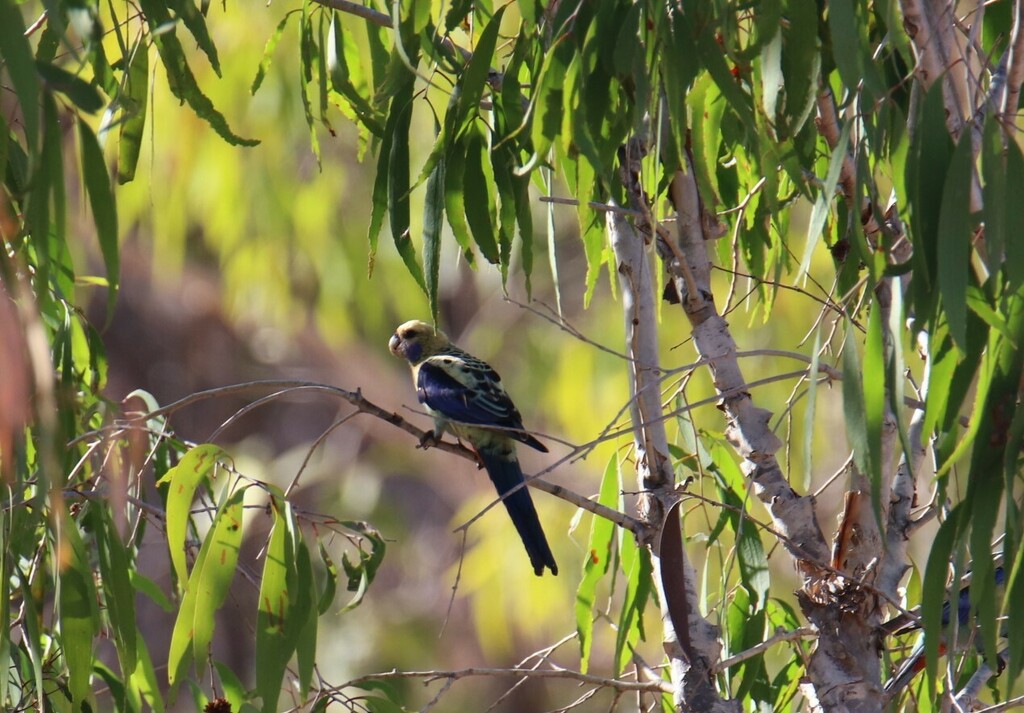 Pale-headed Rosella from Mission River QLD 4874, Australia on September ...