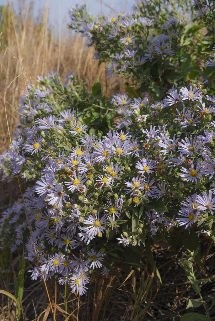 Jessica's Aster in September 2023 by Maddy Lucas · iNaturalist