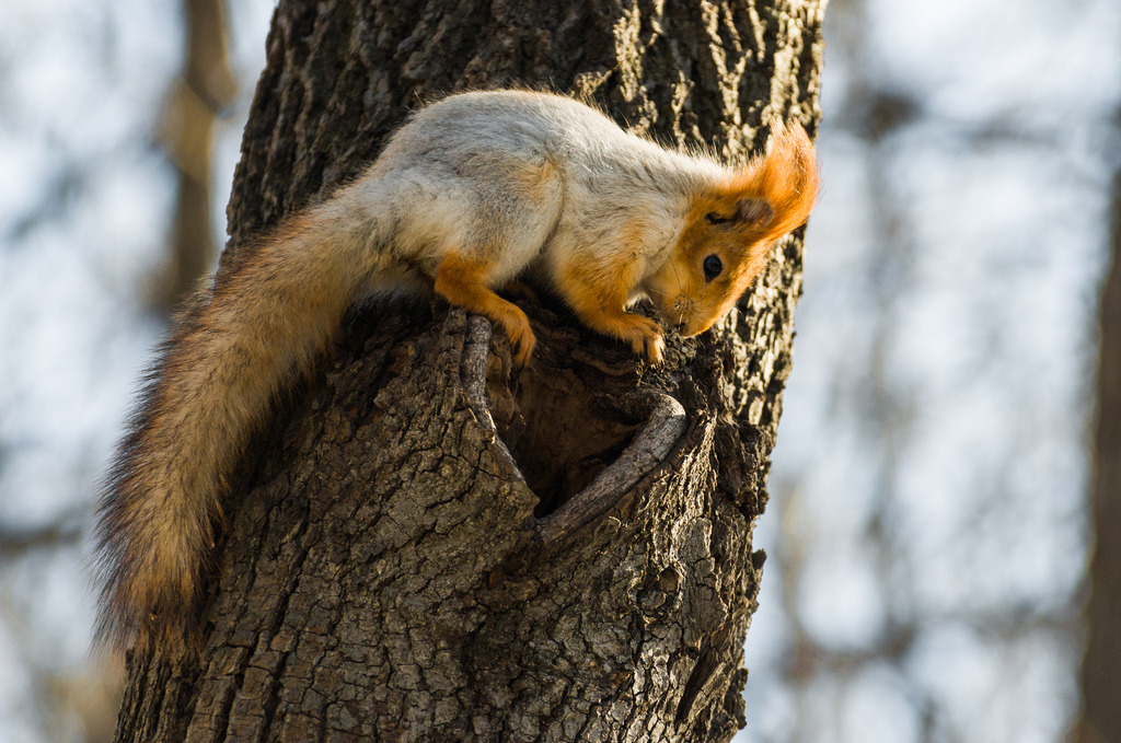 Central Russian Red Squirrel (Sciurus vulgaris ognevi) - Know Your Mammals