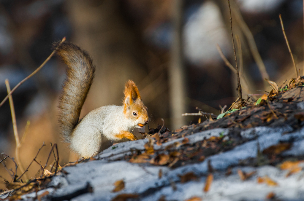 Central Russian Red Squirrel (Sciurus vulgaris ognevi) - Know Your Mammals