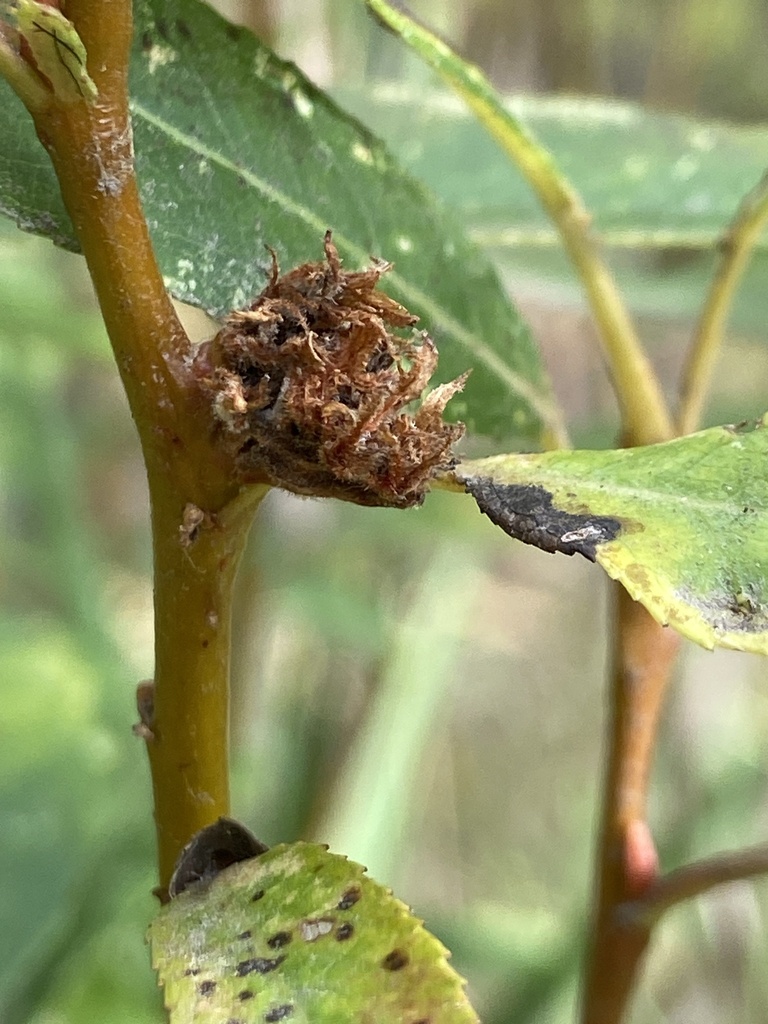Aculops aenigma from Howard Buford Recreation Area, Springfield, OR, US ...