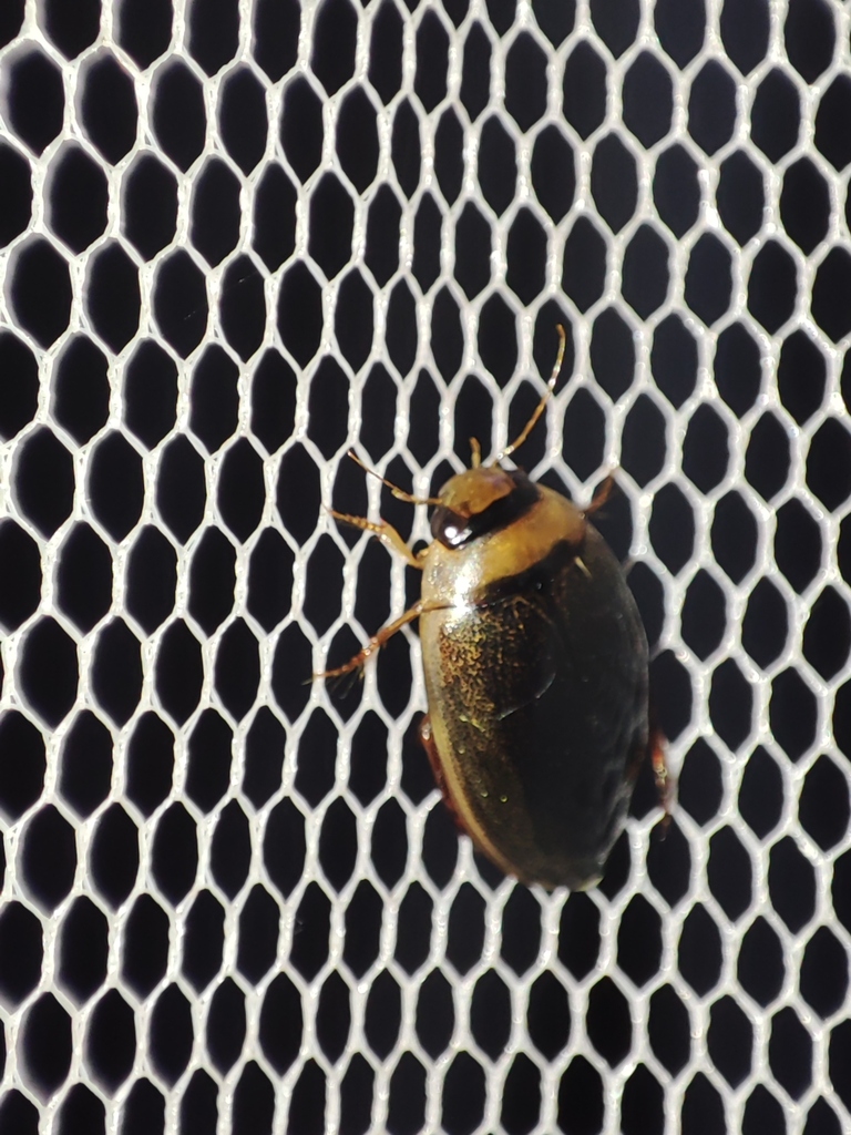 Hydaticus leander from Сен-Мартен-де-Кро, Франция on June 15, 2023 at ...