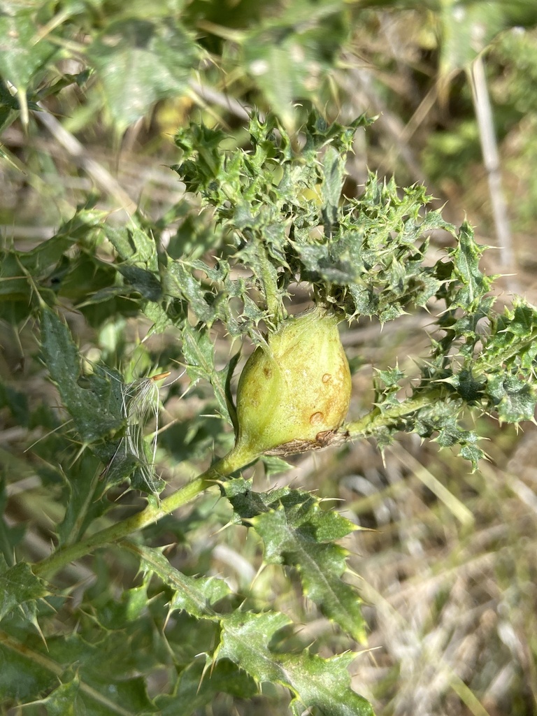 Thistle Stem Gall Fly from Howard Buford Recreation Area, Springfield ...