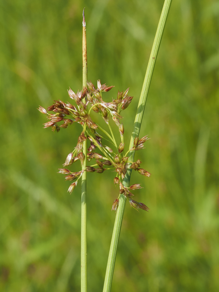 Soft Rush from Manitoulin District, ON, Canada on June 30, 2023 at 12: ...