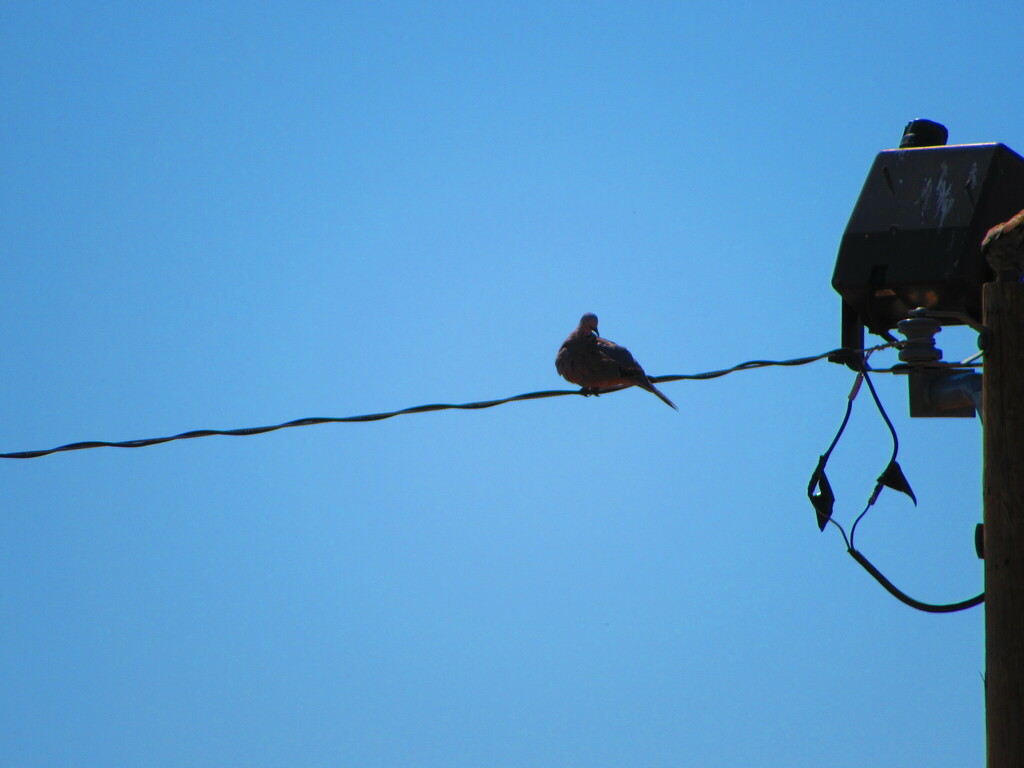 Mourning Dove from Culberson County, TX, USA on September 2, 2023 at 09 ...