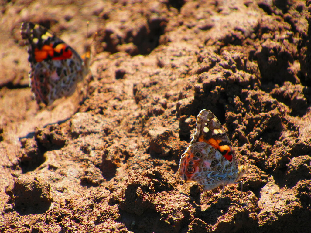 Painted Lady from Jeff Davis County, TX, USA on September 2, 2023 at 10 ...