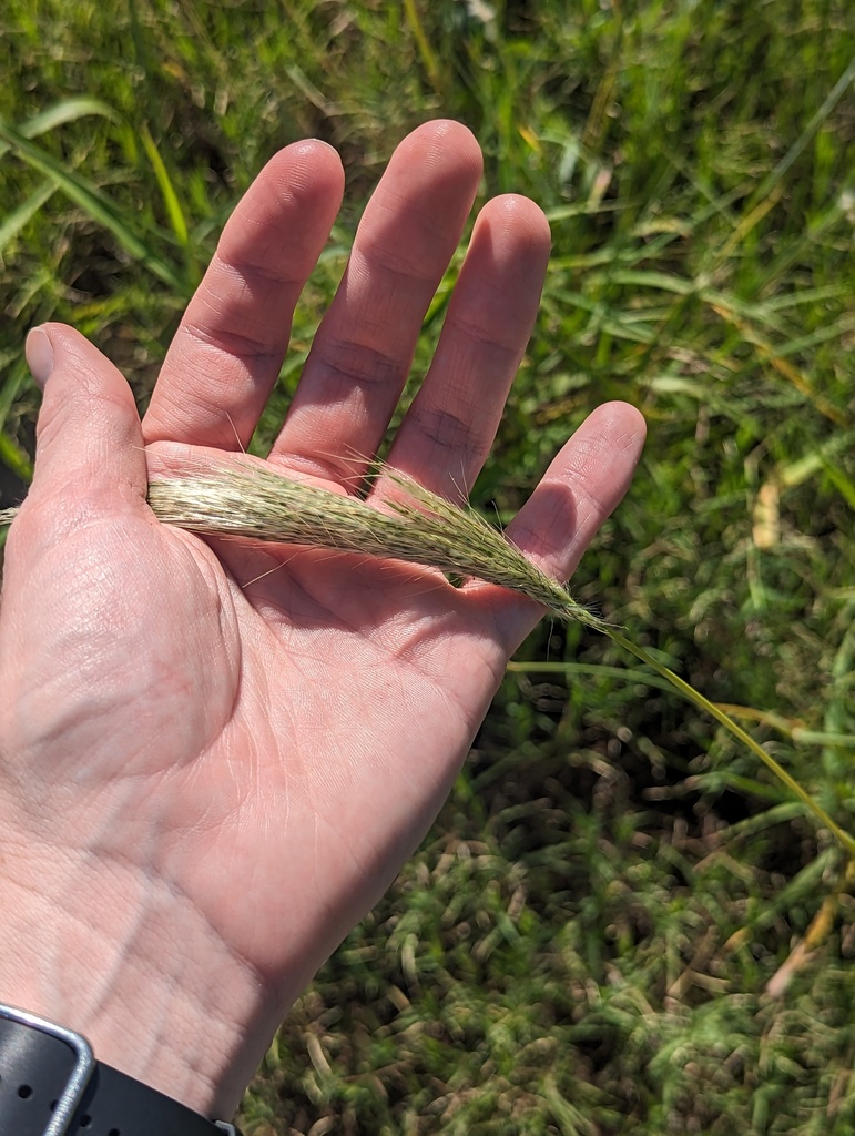 Bluestems from Culberson County, TX, USA on September 2, 2023 at 10:05 ...