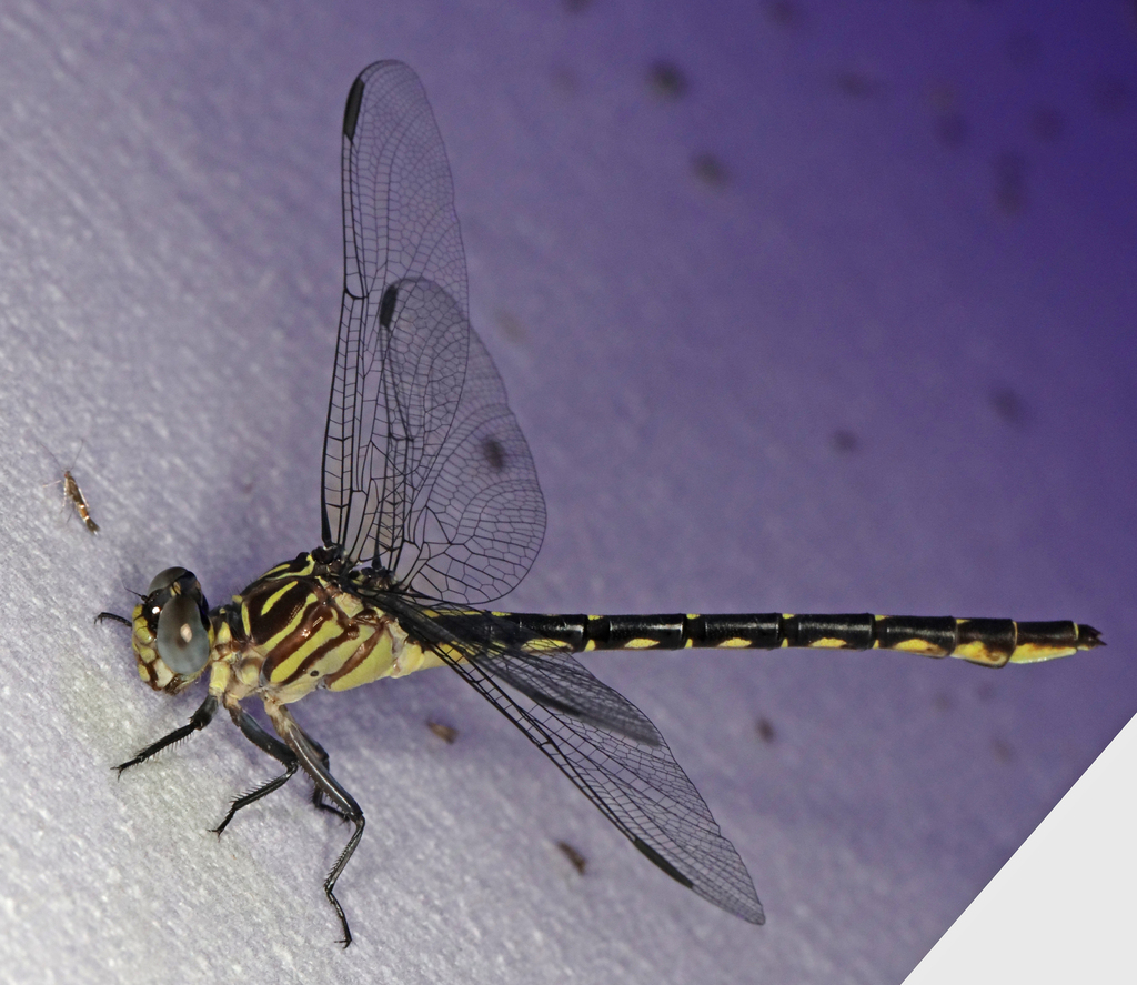 Elusive Clubtail from Plaquemine, LA 70764, USA on August 31, 2023 at ...