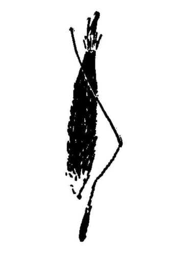 foothill needle grass (Stipa lepida) · iNaturalist