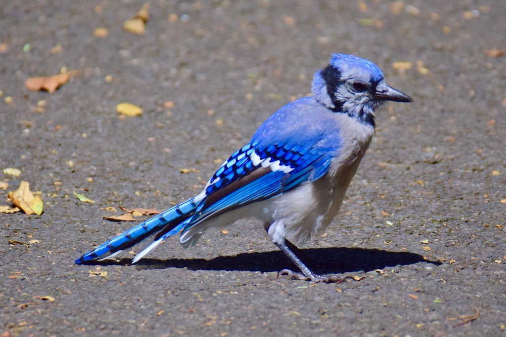 Blue Jay from Bucks County, PA, USA on September 2, 2023 at 12:11 PM by ...