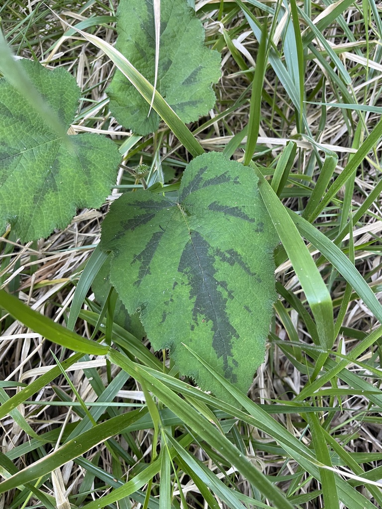Giant bramble from Danbulla, QLD, AU on September 2, 2023 at 03:35 PM ...