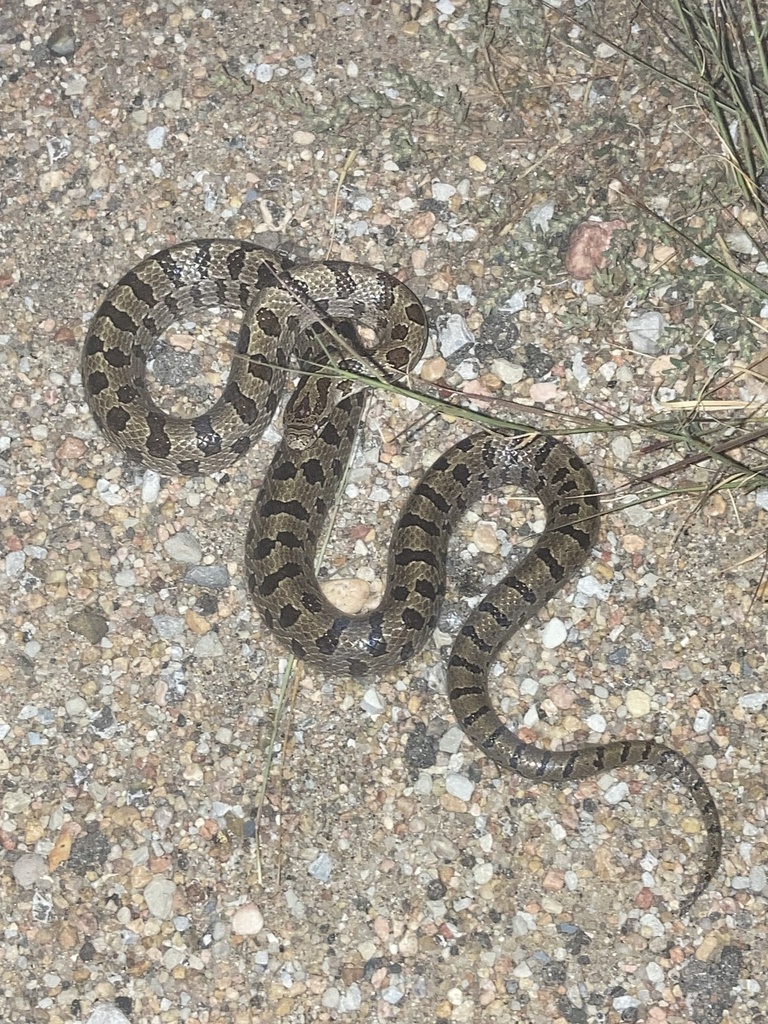 Prairie Kingsnake in September 2023 by rarwig · iNaturalist