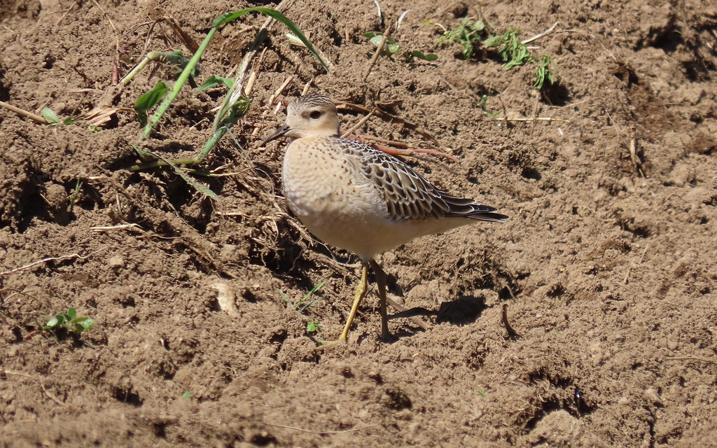Buff-breasted Sandpiper in September 2023 by Jim ONeill. At Snake Den ...