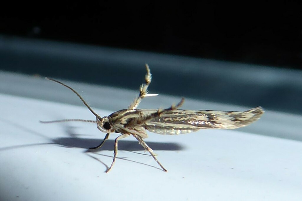 Greylined Featherfoot from Waikouaiti, New Zealand on August 13, 2023 ...