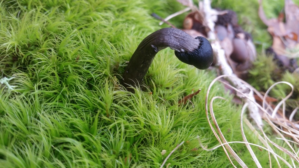 Tolypocladium in February 2019 by Johnny · iNaturalist
