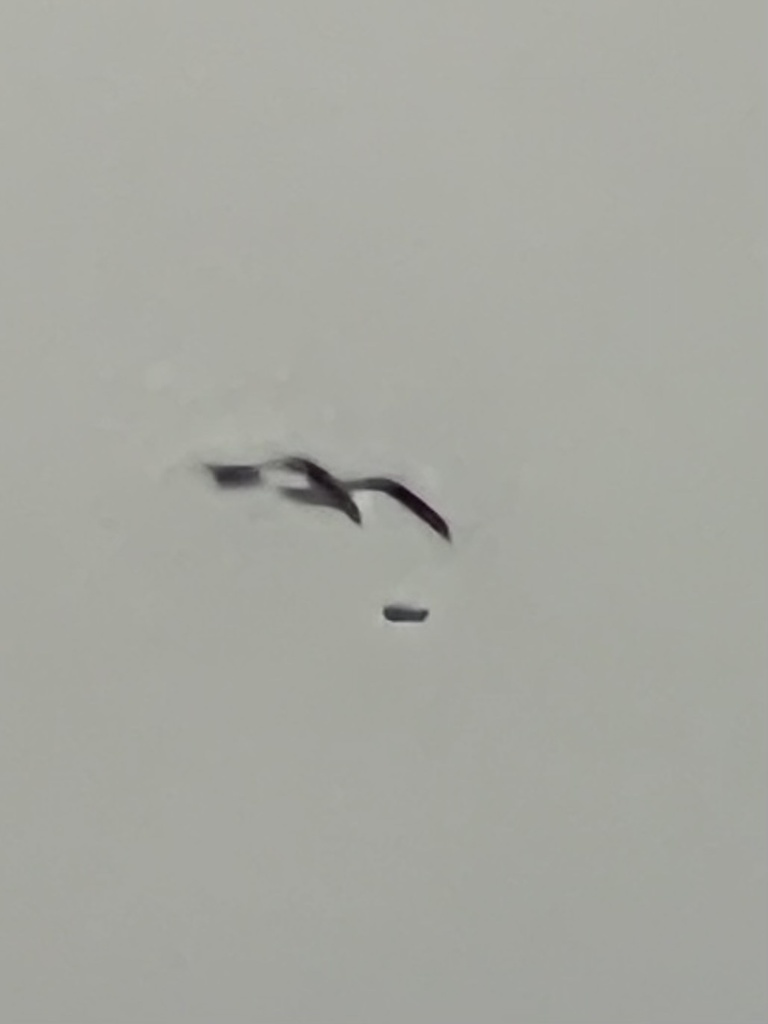 Black Skimmer from Mustang Island, Port Aransas, TX, US on September 2 ...