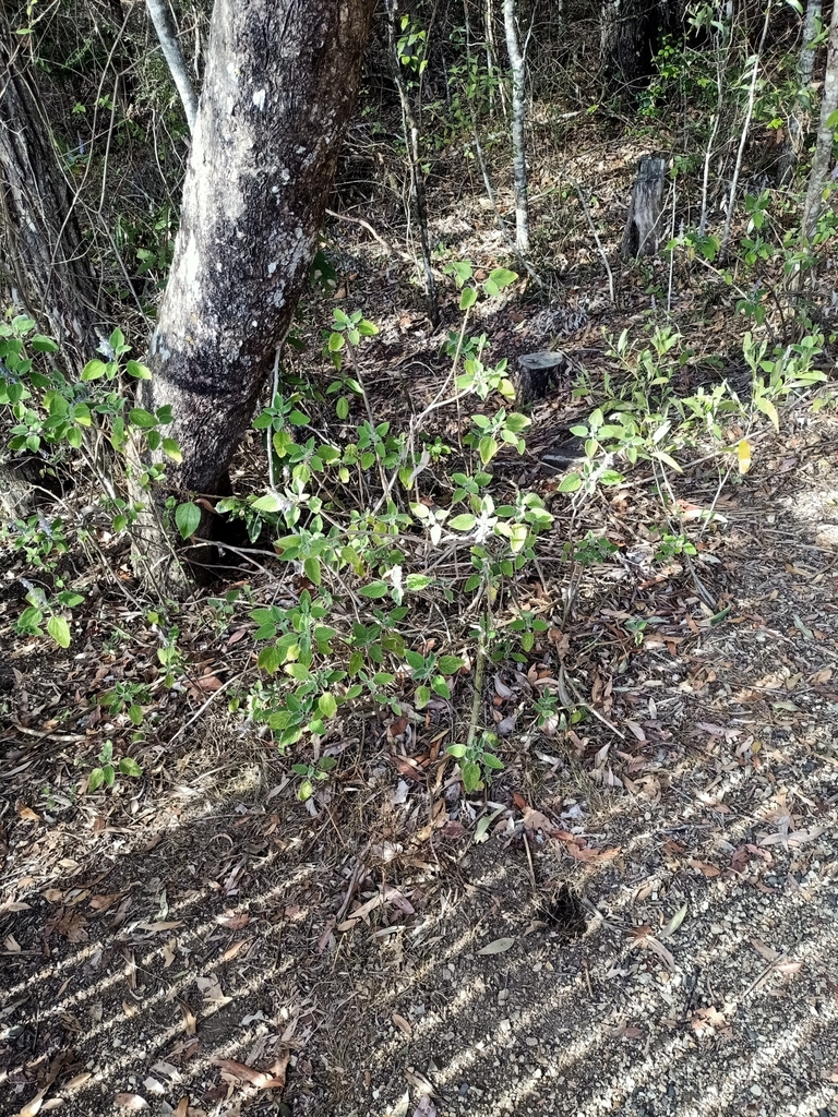 Plectranthinae from Caboolture - Hinterland, D'Aguilar, AU-QL, AU on ...
