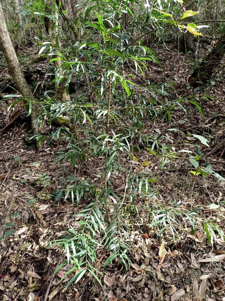 Plum Pine from Caboolture - Hinterland, D'Aguilar, AU-QL, AU on ...
