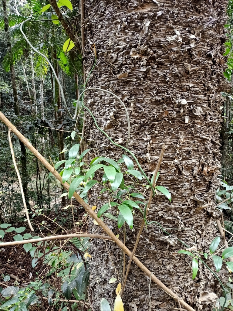 Climbing Lily from Caboolture - Hinterland, D'Aguilar, AU-QL, AU on ...