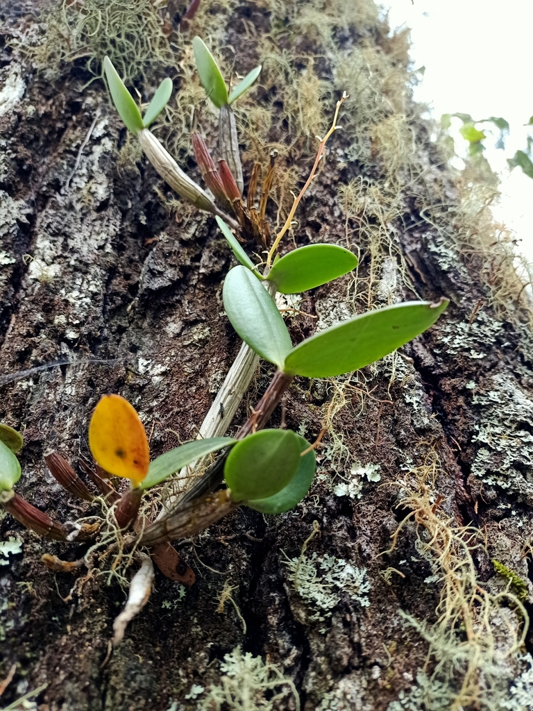 Ironbark feather orchid in September 2023 by Gavin Goodyear · iNaturalist
