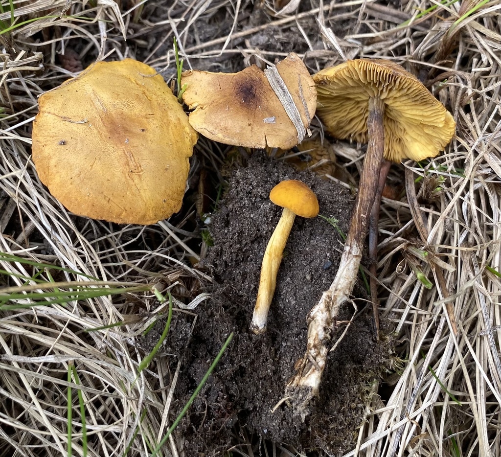 Calocybe naucoria from Sawtooth National Forest, Clayton, ID, US on ...