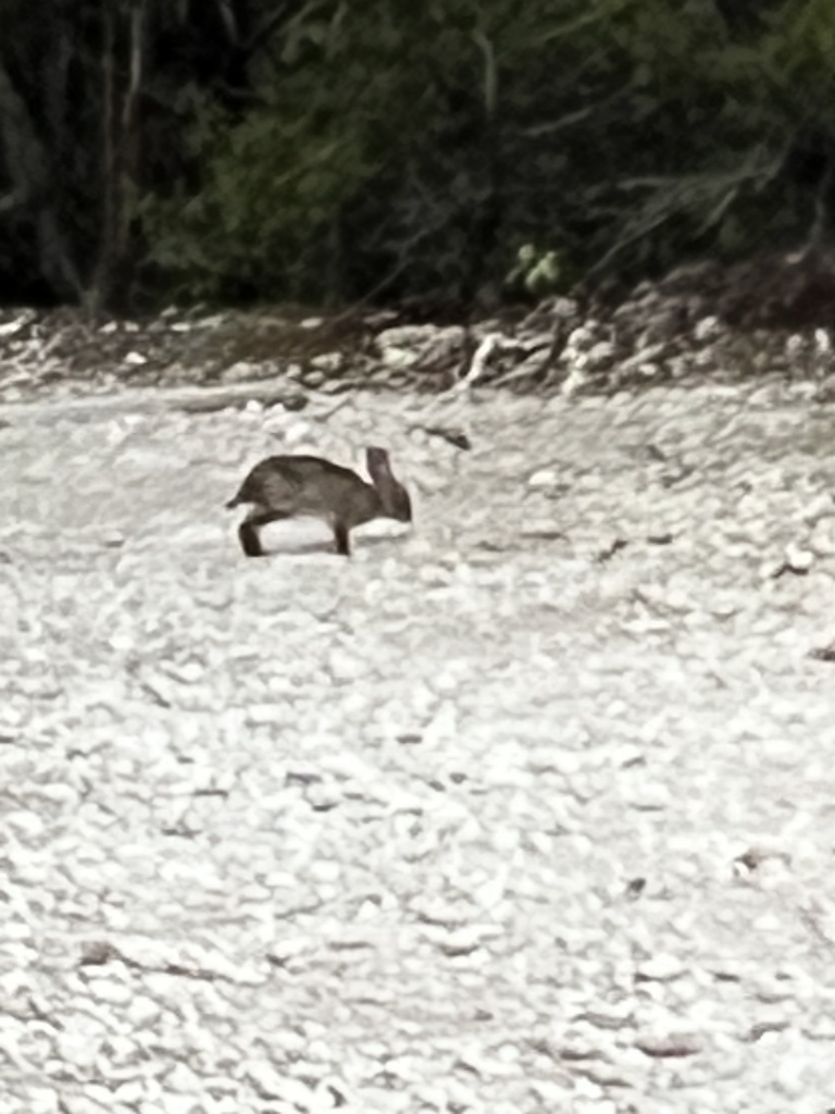 Eastern Cottontail from East Oak Hill, Austin, TX, US on September 1 ...