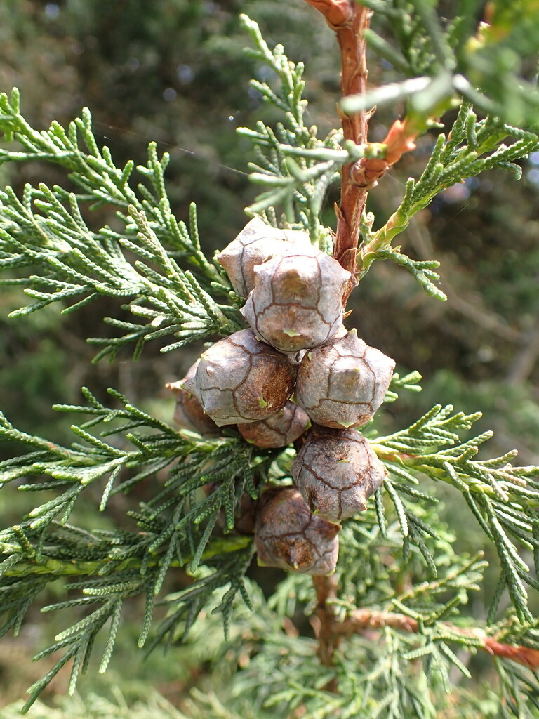 Mexican cypress from Santa Fe, Bogotá, Bogota, Colombia on September 1 ...