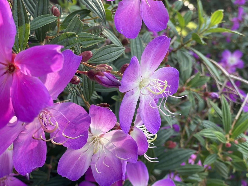 glory bushes and allies from Tianhui, Chengdu, Sichuan, CN on September ...