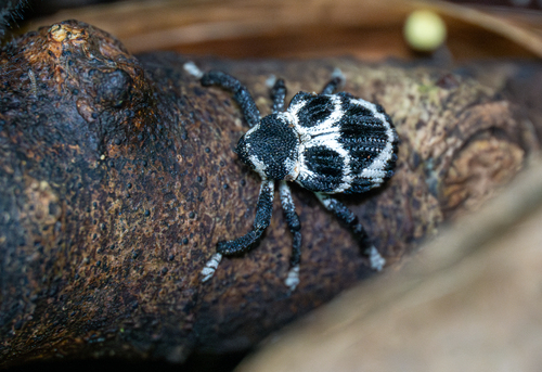 Desmidophorus cumingi · iNaturalist
