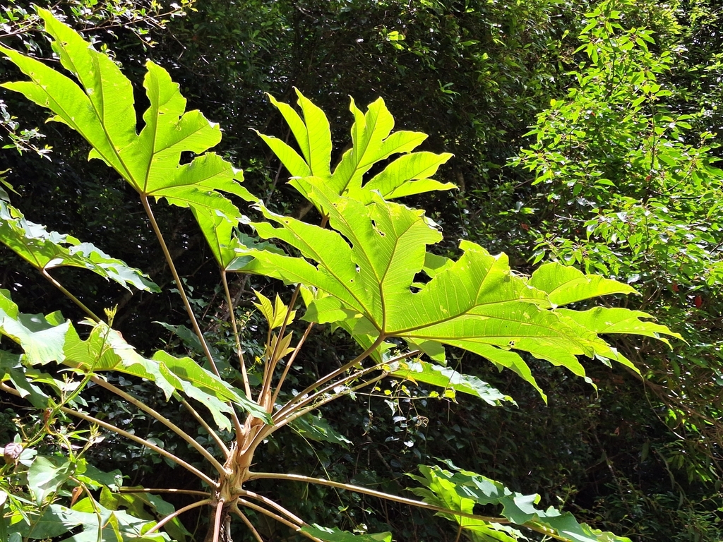 Rice paper plant from 365台灣苗栗縣10 on August 22, 2023 at 10:48 AM by ...