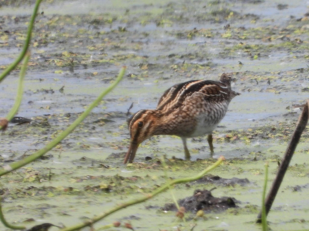 Wilson's Snipe from Vermillion Township, MN, USA on September 2, 2023 ...